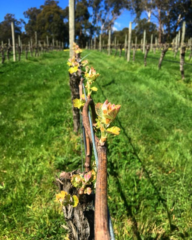 The Vineyard Sessions #1 with Stuart Proud - WINE DECODED