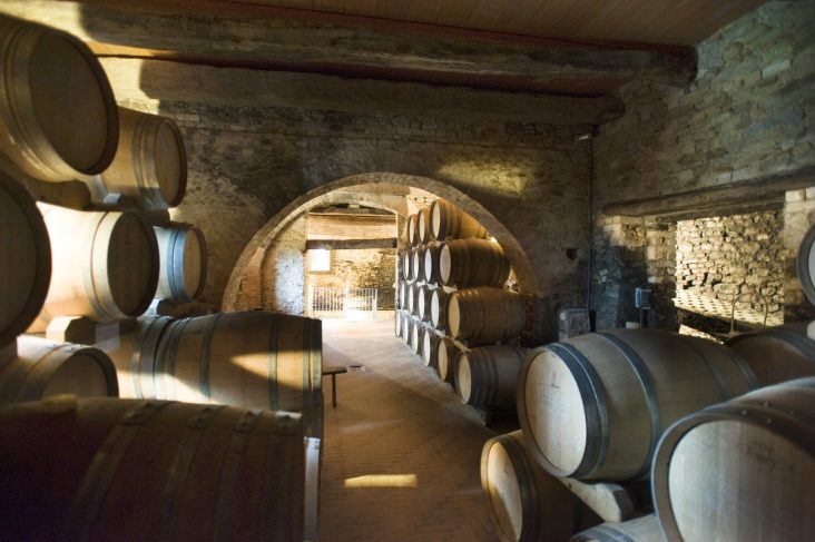 A Wine Bite with Luca Currado of Vietti - WINE DECODED