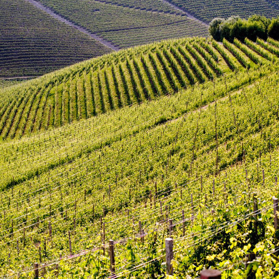 Cavallotto Barolo 'Bricco Boschis' 2016 - WINE DECODED