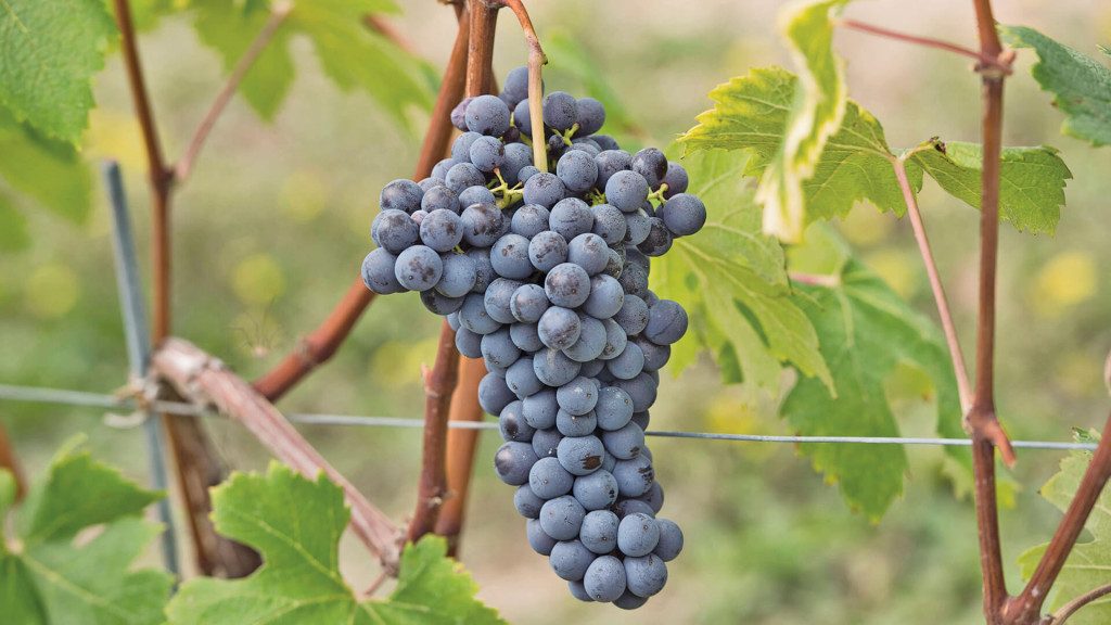 Nebbiolo - WINE DECODED
