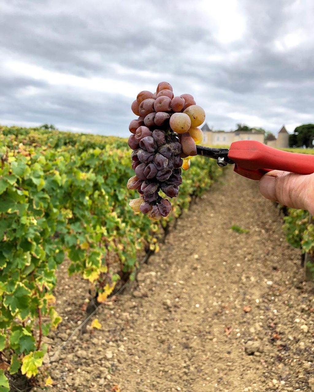 What is Noble Rot? AKA Botrytis - WINE DECODED