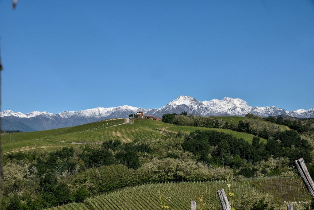 Nervi-Conterno Gattinara 2018 - WINE DECODED