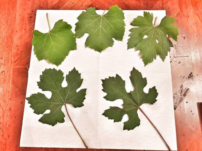 Luciano Sandrone Barolo 'Vite Talin' 2016 - WINE DECODED