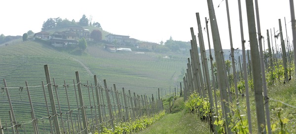 Serafino Rivella Barbaresco 'Montestefano' 2016 - WINE DECODED