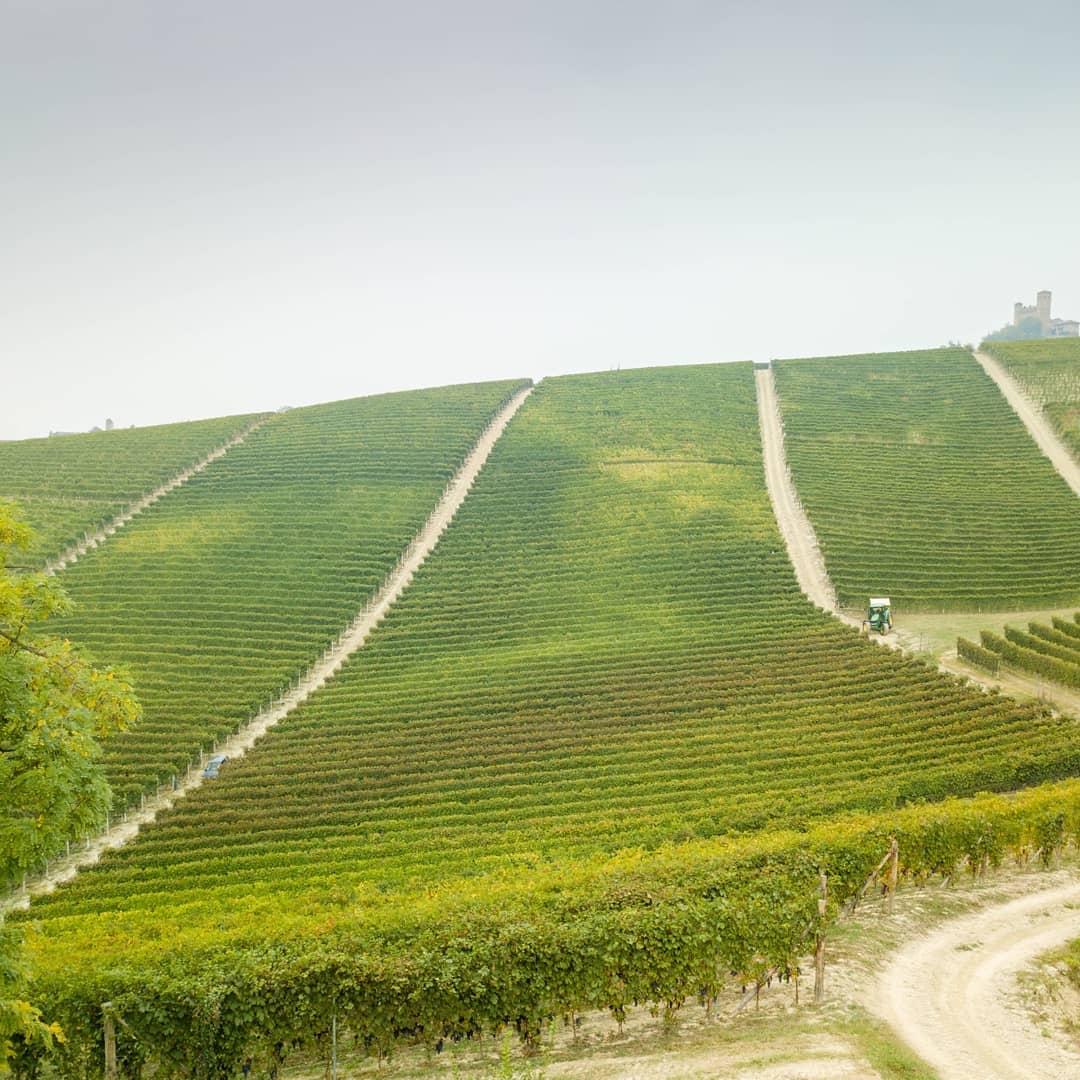 Giovanni Rosso Barolo Ester Canale 'Vigna Rionda' 2019 - WINE DECODED