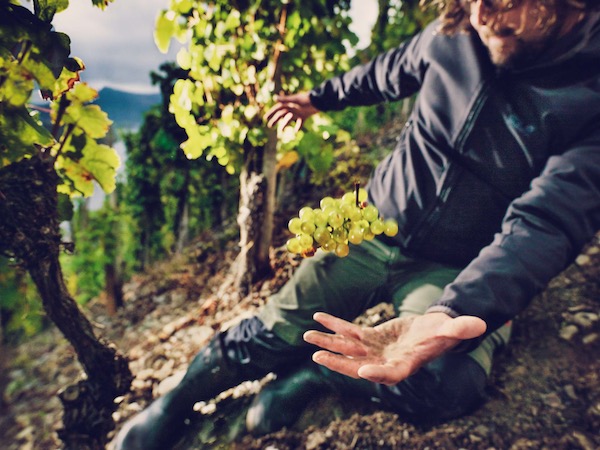 Fritz Haag Riesling 2019 - WINE DECODED