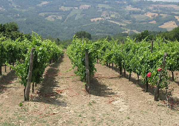 Colli di Lapio Fiano di Avellino 2019 - WINE DECODED