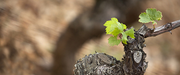 Domaine Jacques-Carillon Puligny-Montrachet 2021 - WINE DECODED
