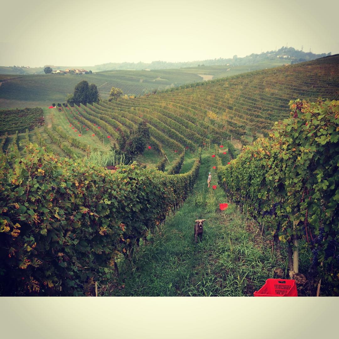 Giuseppe Rinaldi Barbera d'Alba 2020 - WINE DECODED