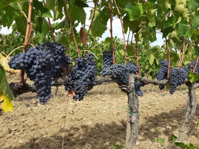 Gorelli Brunello di Montalcino 2019 - WINE DECODED