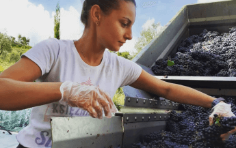 Gorelli Brunello di Montalcino 2019 - WINE DECODED